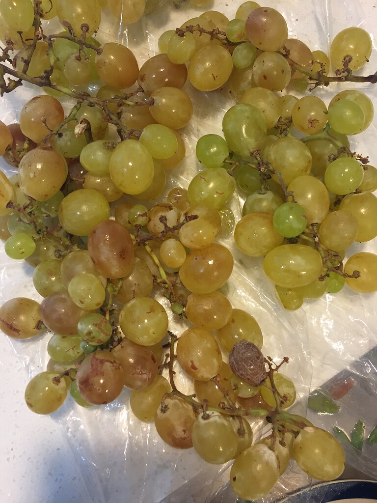 Muscat grape ID - General Fruit Growing - Growing Fruit