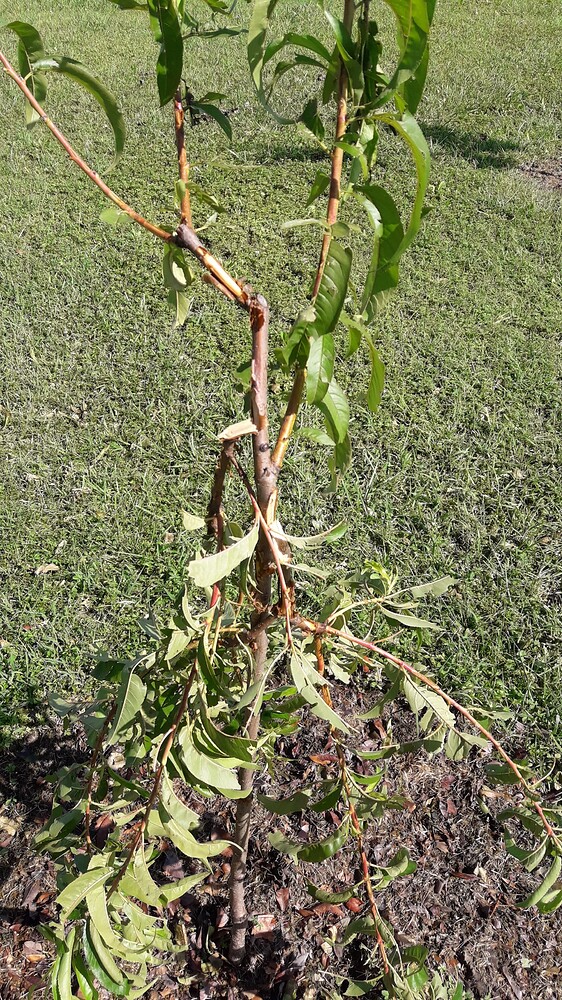 Can these damaged young peach trees be saved? - General Fruit Growing ...