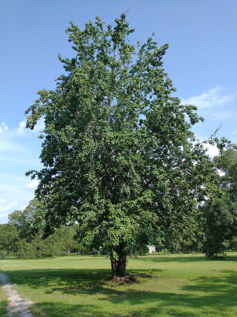 Should I get rid of these huge pear trees to cut down on fruit flies ...