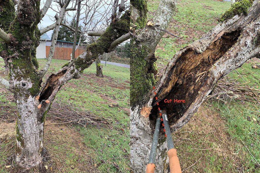 Tree cavity needs to be addressed - General Fruit Growing - Growing Fruit