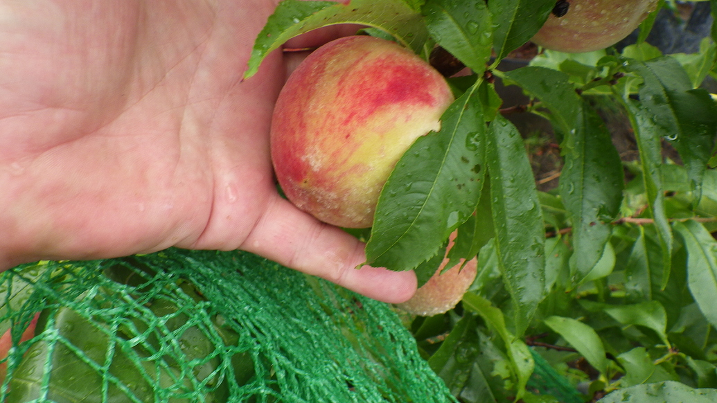Indian free peach 10-1-17 - General Fruit Growing - Growing Fruit