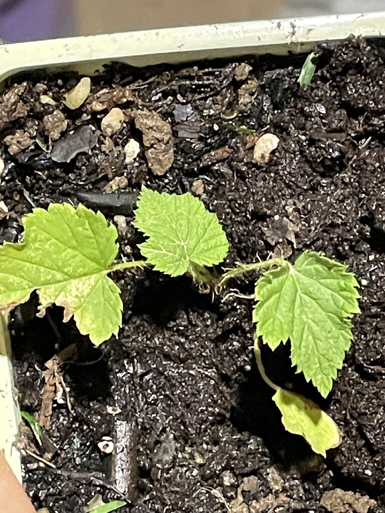Rubus seedling? - General Fruit Growing - Growing Fruit