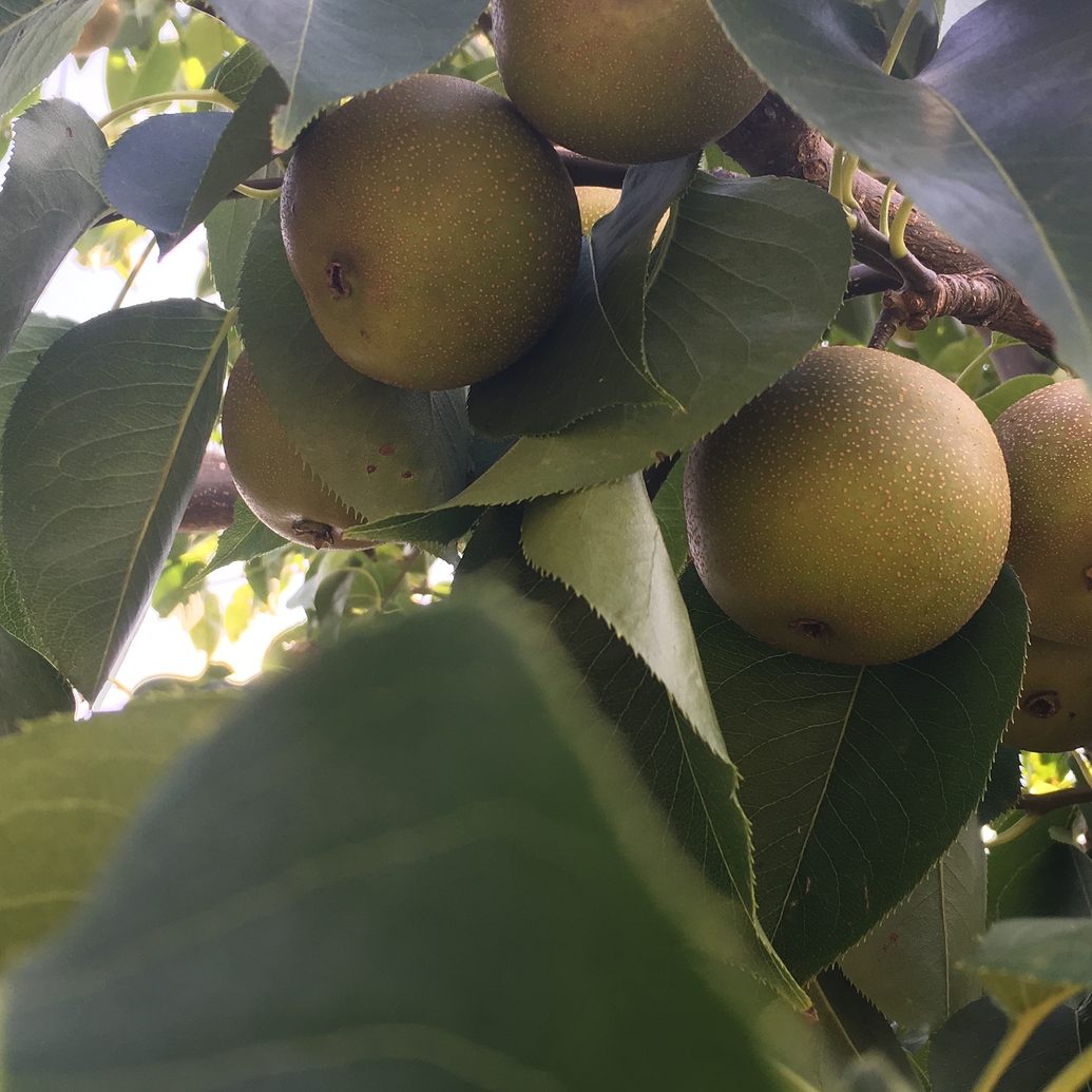 The best Asian Pears - General Fruit Growing - Growing Fruit