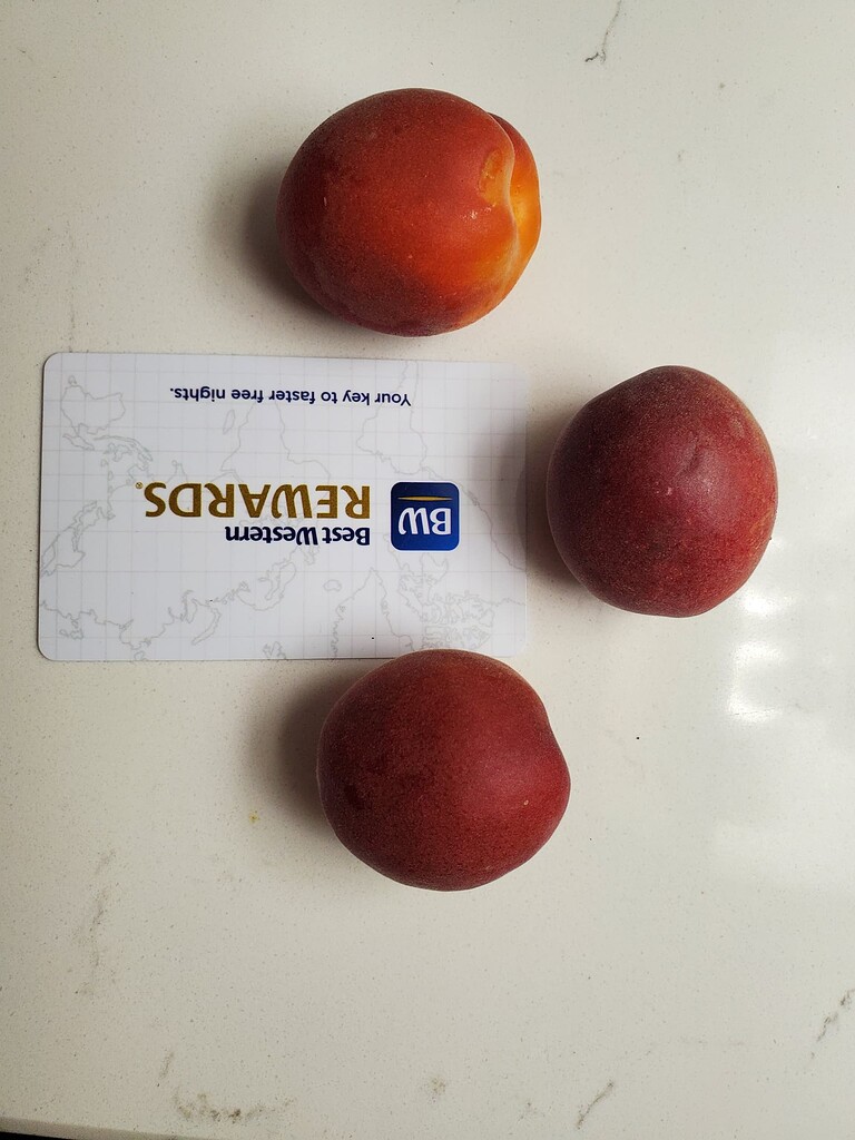 Sweet Red Apricot varieties? - General Fruit Growing - Growing Fruit