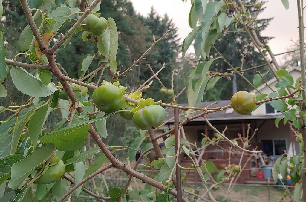 Early Defoliation from Wind Storm - General Fruit Growing - Growing Fruit