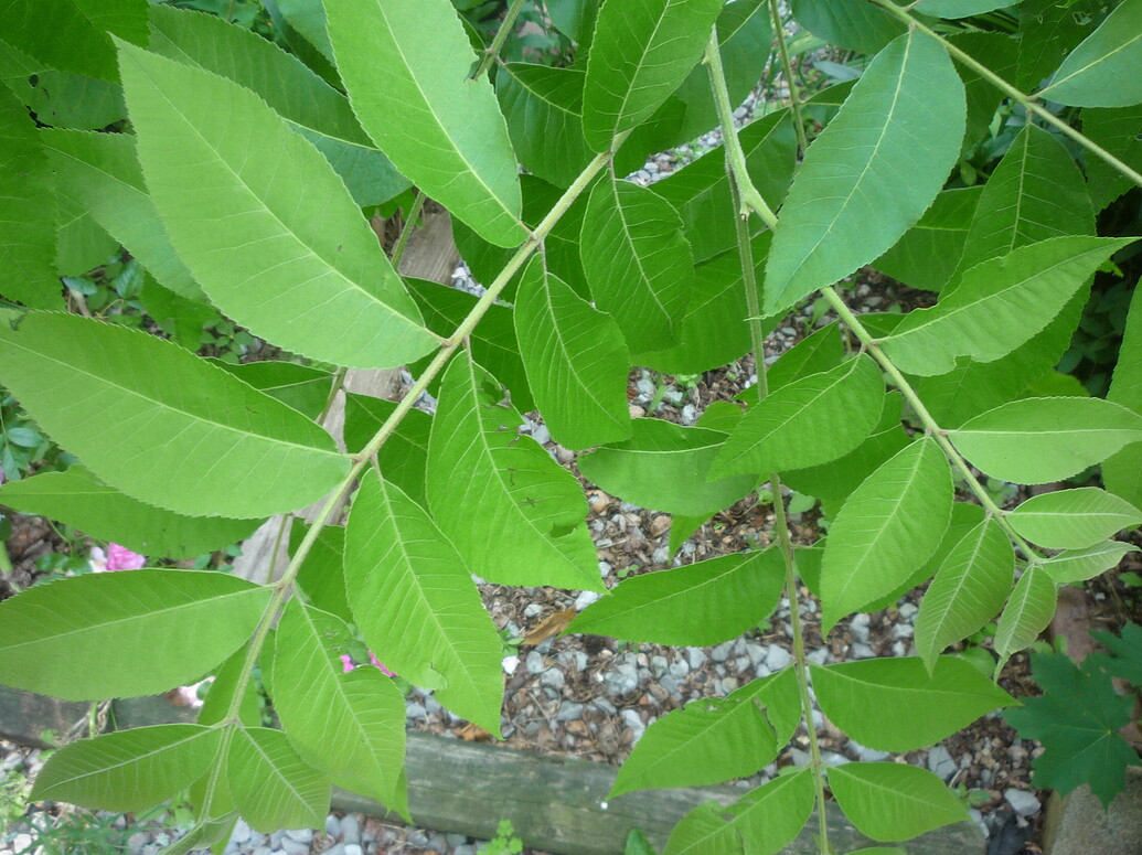 Nut tree identification - General Fruit Growing - Growing Fruit