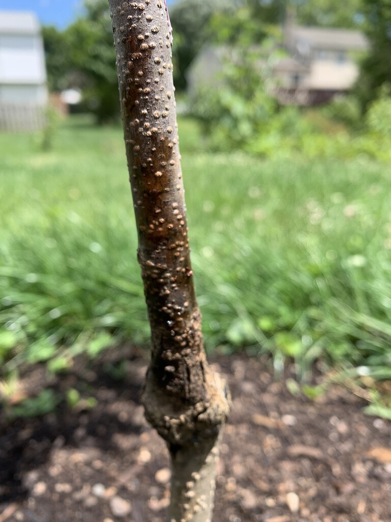 Persimmon disease? - General Fruit Growing - Growing Fruit