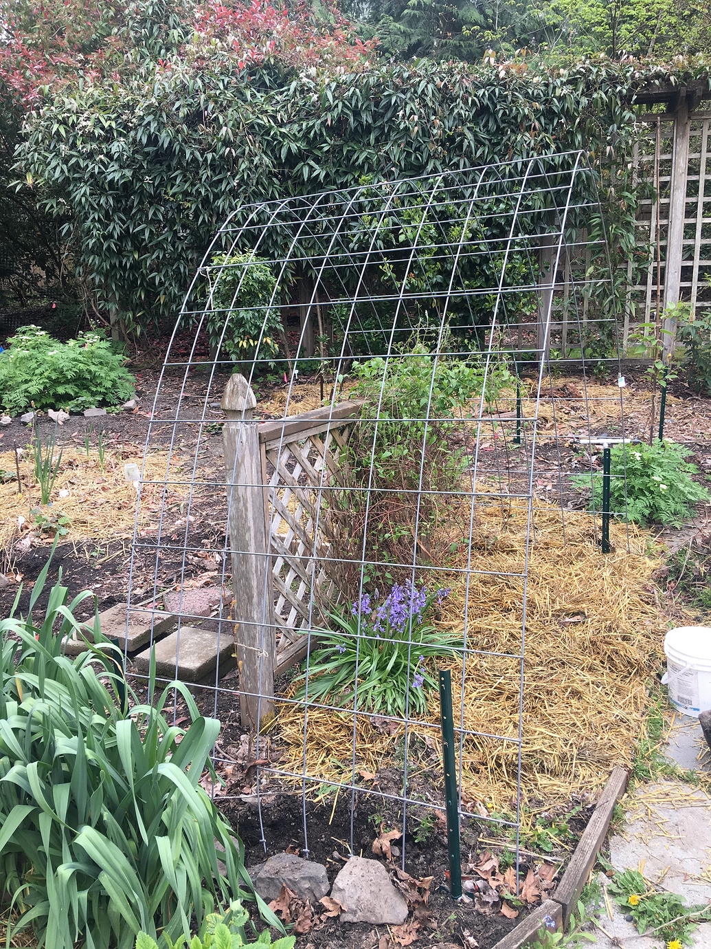 Training Muscat grape over arch trellis - General Fruit Growing ...