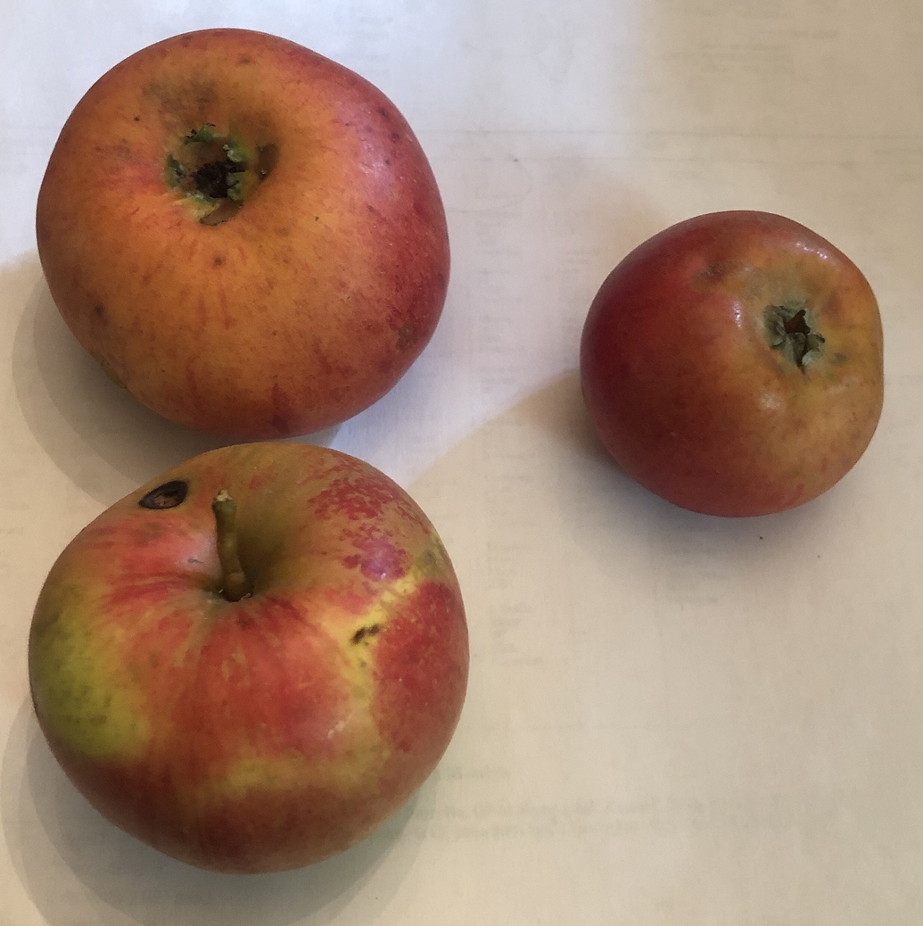 King of the Pippins - General Fruit Growing - Growing Fruit