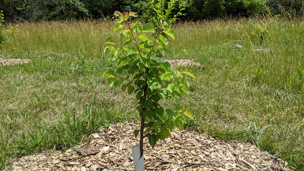 Summer Delight Aprium - General Fruit Growing - Growing Fruit