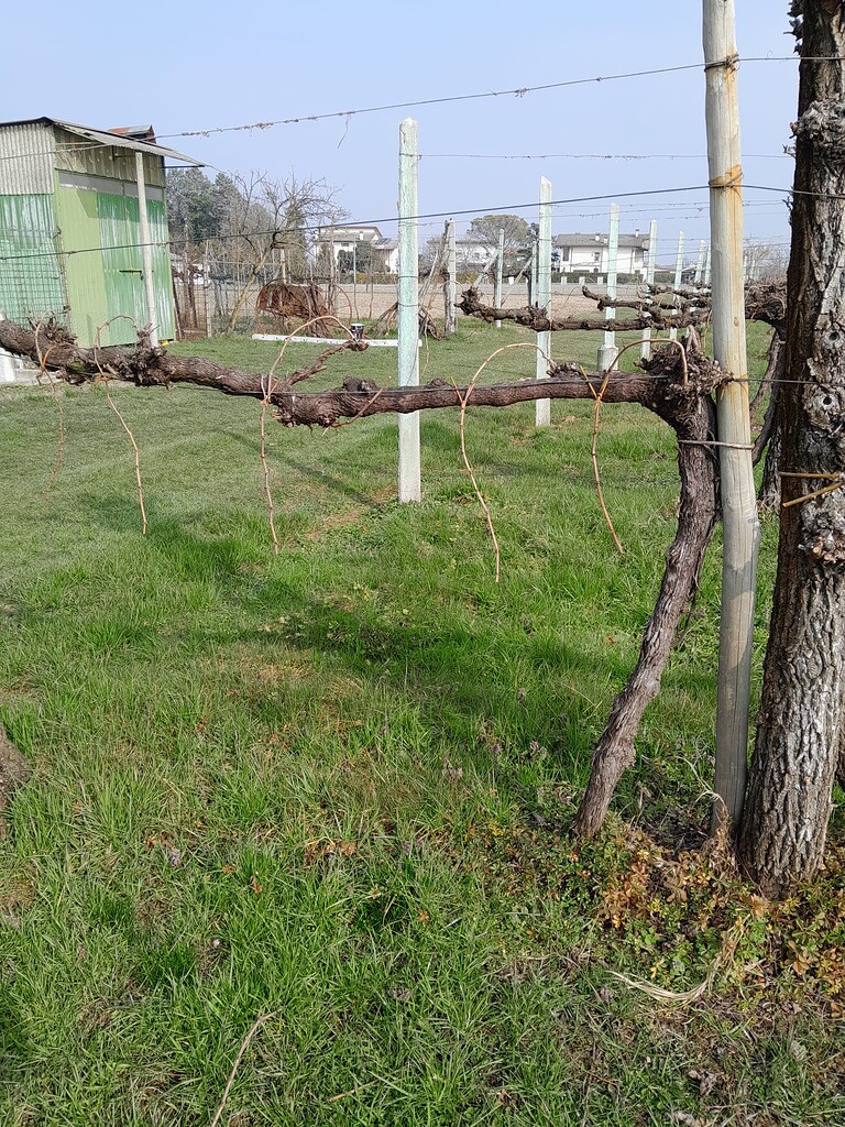Ways to prune grape vines - General Fruit Growing - Growing Fruit