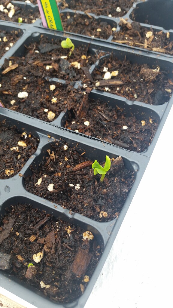 Quince seedlings - General Fruit Growing - Growing Fruit