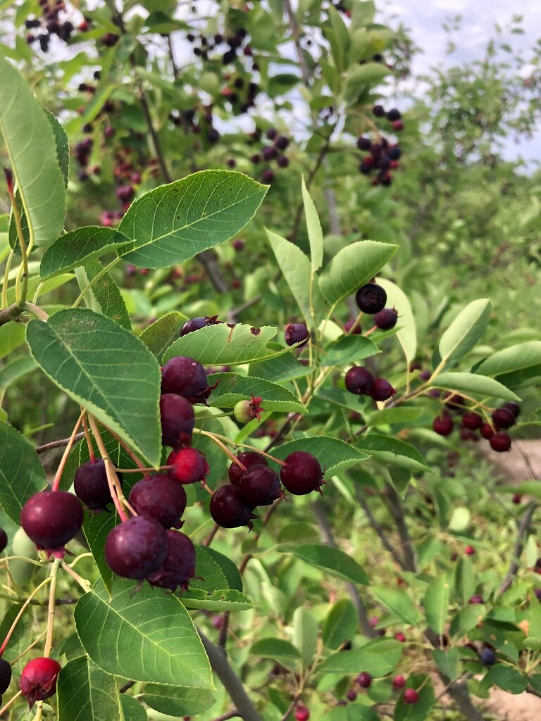 Serviceberry Jelly - General Fruit Growing - Growing Fruit