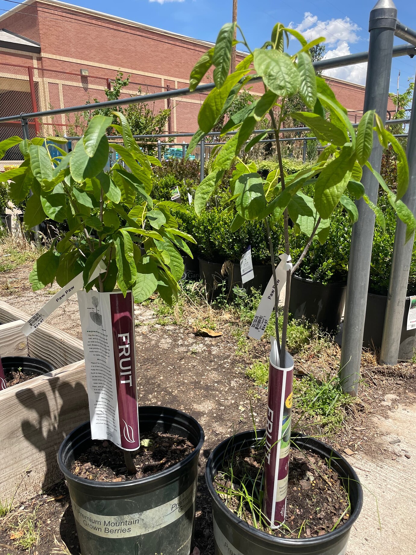 Paw paw grafting fruit timeline - General Fruit Growing - Growing Fruit