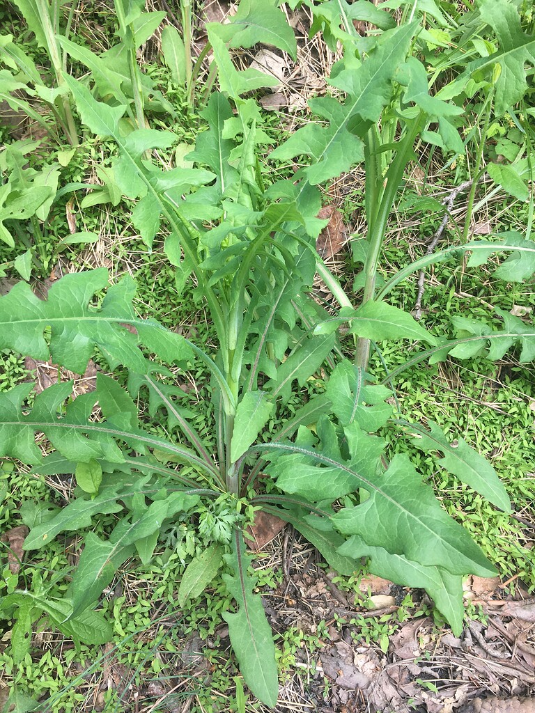What is this dandelion or chicory- like plant? - General Gardening ...