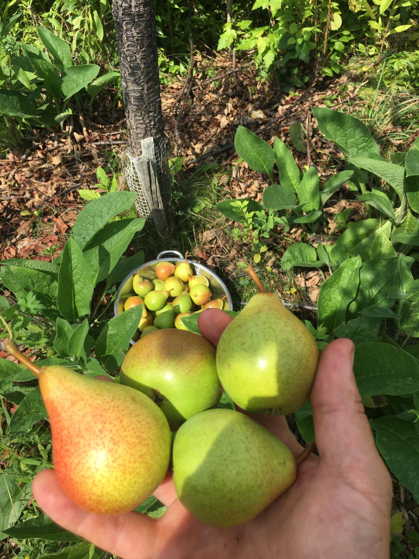 Buerre Giffard pear - General Fruit Growing - Growing Fruit
