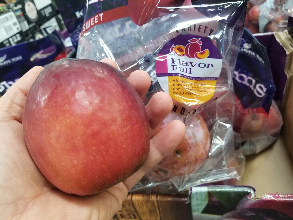 Huge Flavor Fall plum/plout - General Fruit Growing - Growing Fruit