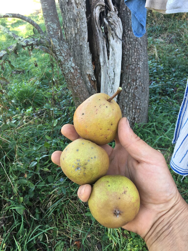 Sheldon Pear? - General Fruit Growing - Growing Fruit