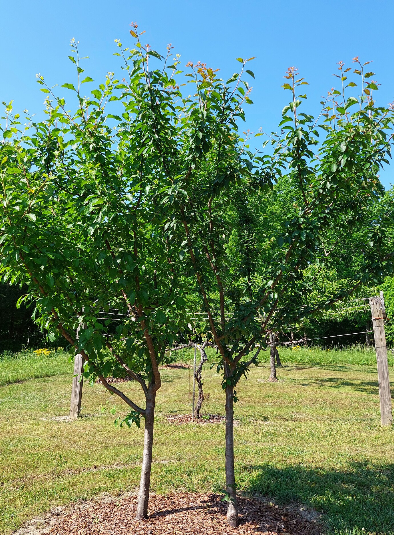 Green Gage: The Holy Grail Of Stone Fruits - General Fruit Growing ...