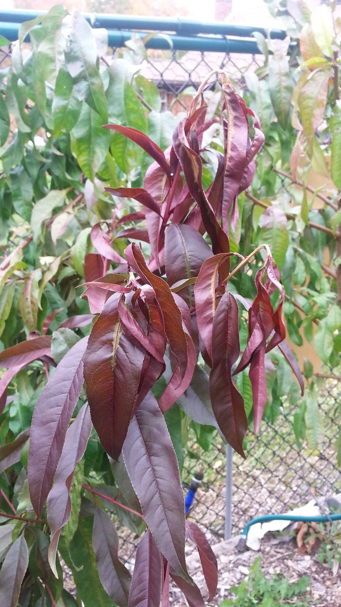 OFM on Spice Zee Nectaplum this late? - General Fruit Growing - Growing ...