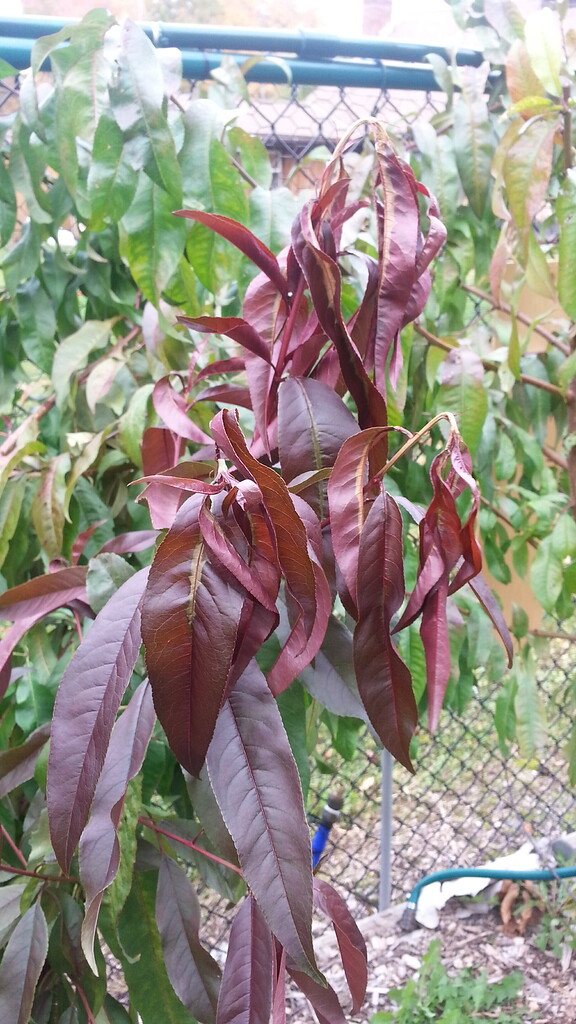 OFM on Spice Zee Nectaplum this late? - General Fruit Growing - Growing ...