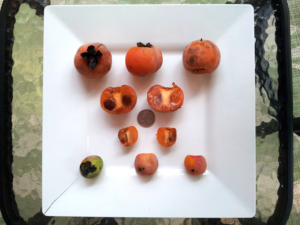 'Claypool A-118' ('Elmo') Persimmon (Diospyros virginiana) - General ...