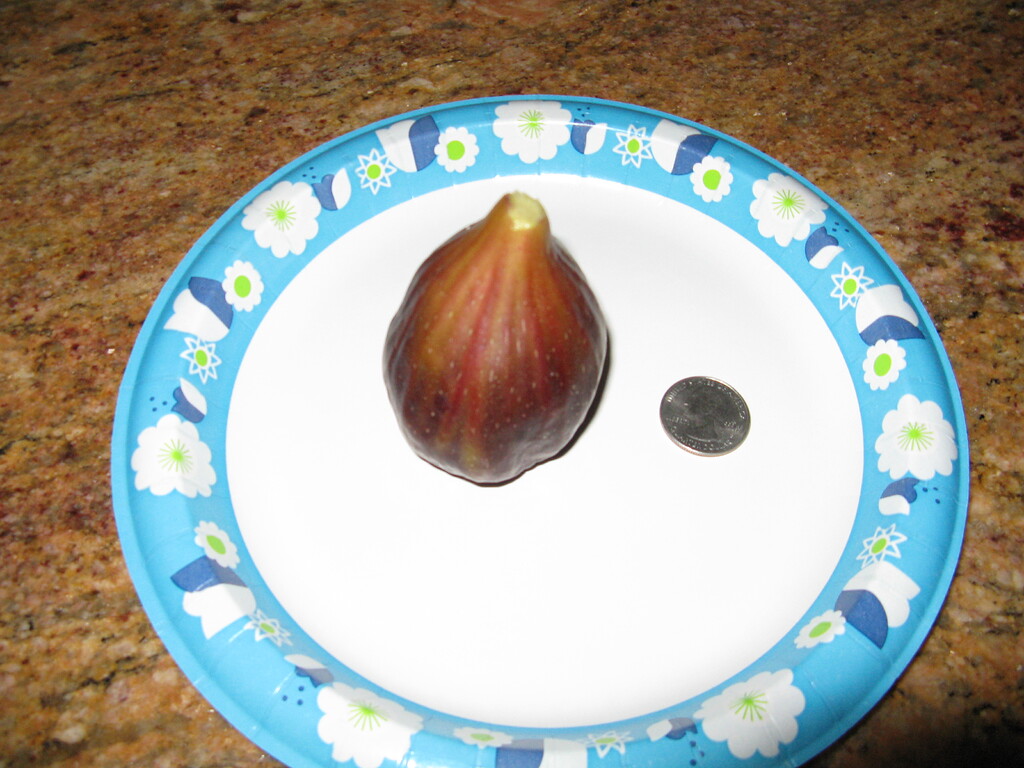 Sultane - Rodney Dangerfield of Figs - Pictures! - Growing Fruit