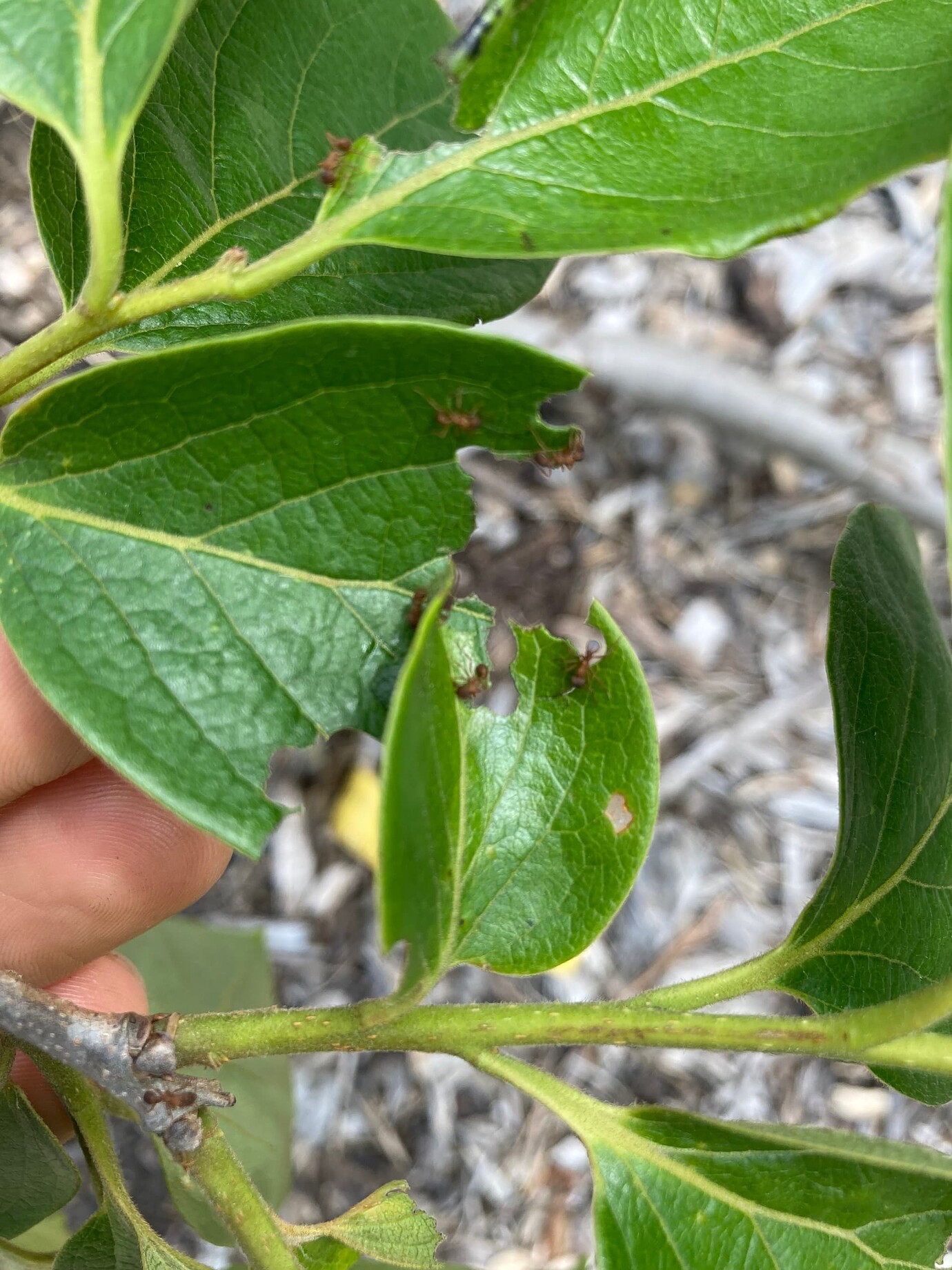 Holes in persimmon leaves? Ants, beetles? - General Fruit Growing ...