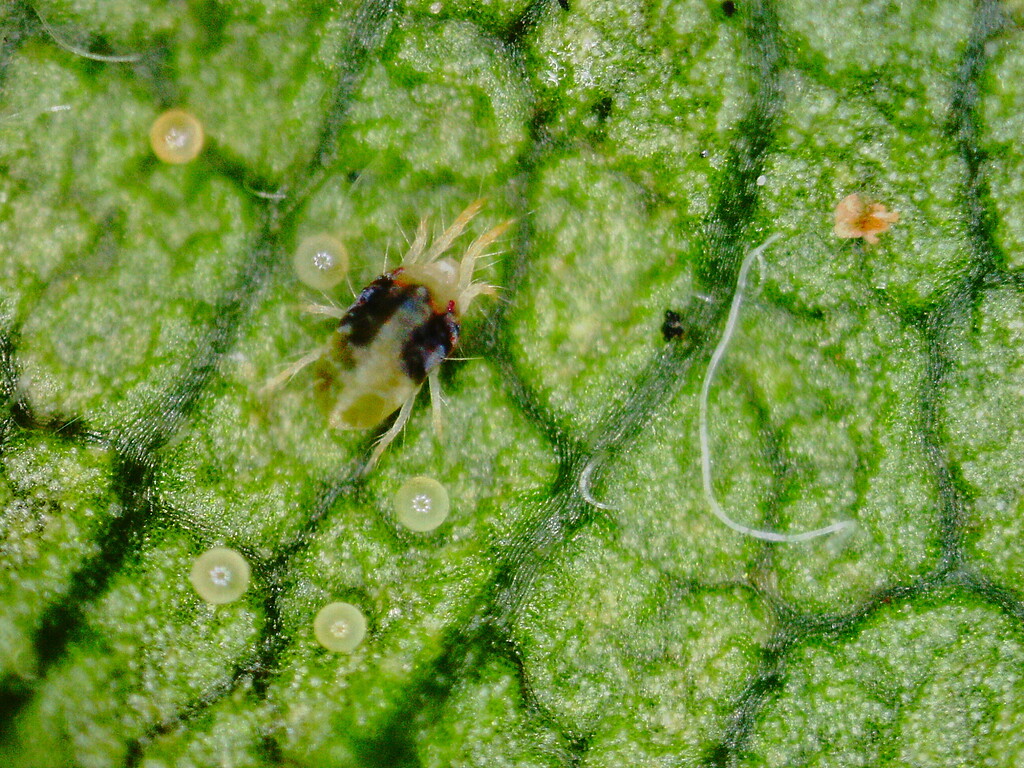 Spider mites infested blackberry - General Fruit Growing - Growing Fruit