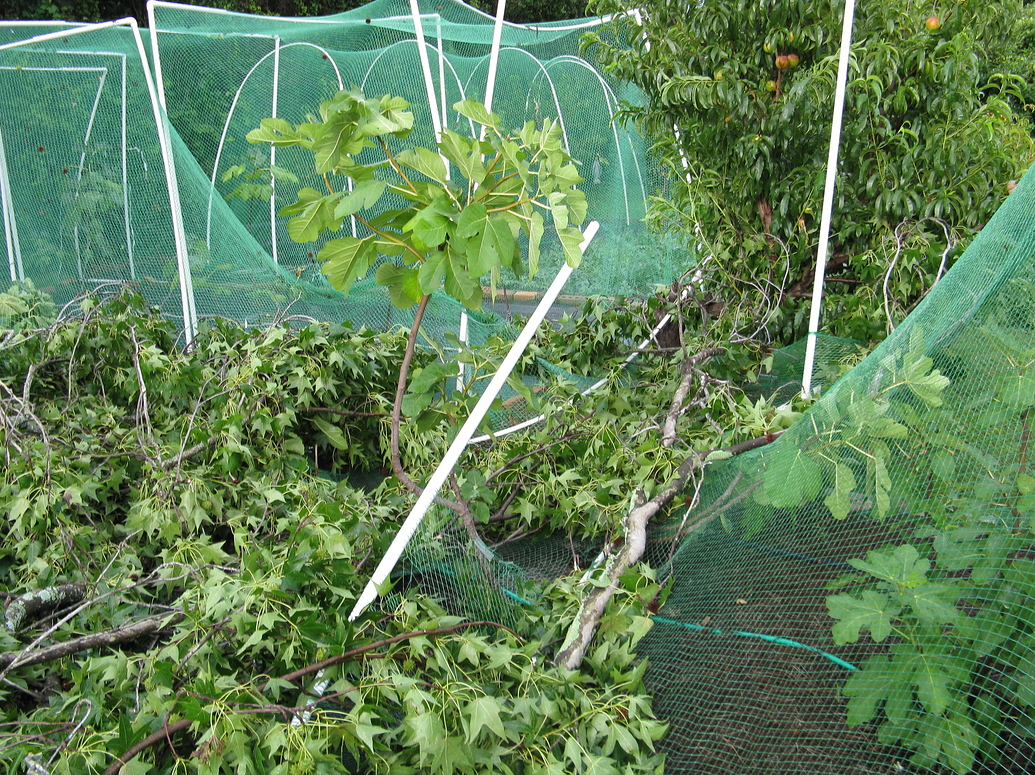 Wind Damage - Pictures! - Growing Fruit
