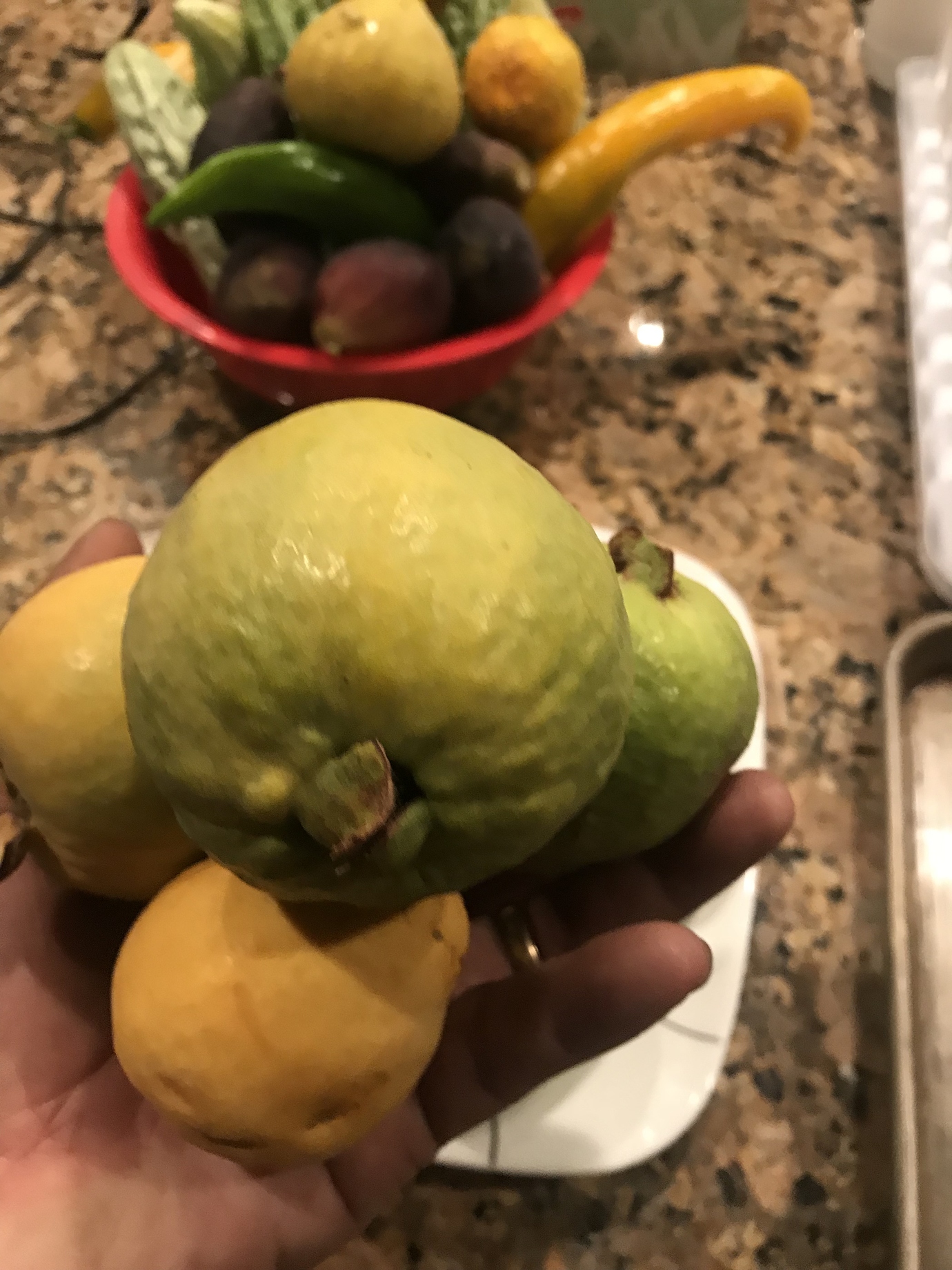 Tropical Pink Guava vs Pineapple Guavas - General Fruit Growing ...