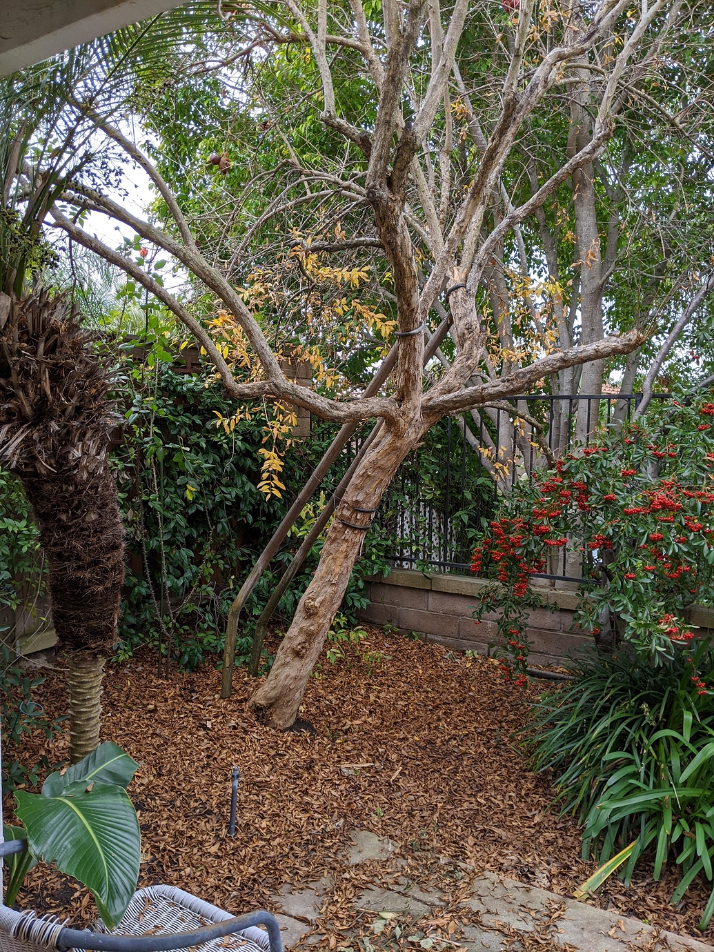 Leaning Tree, Keep Scaffold Branch or Not? - General Fruit Growing ...