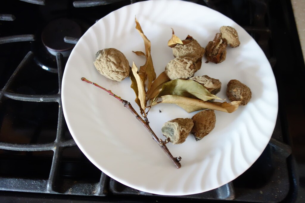 Why does peach tree produce mummified peaches? - General Fruit Growing ...