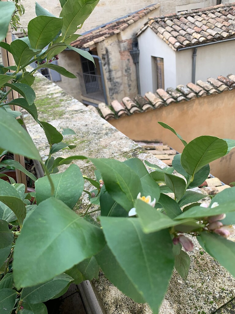 Agrumes/ citrus - General Fruit Growing - Growing Fruit