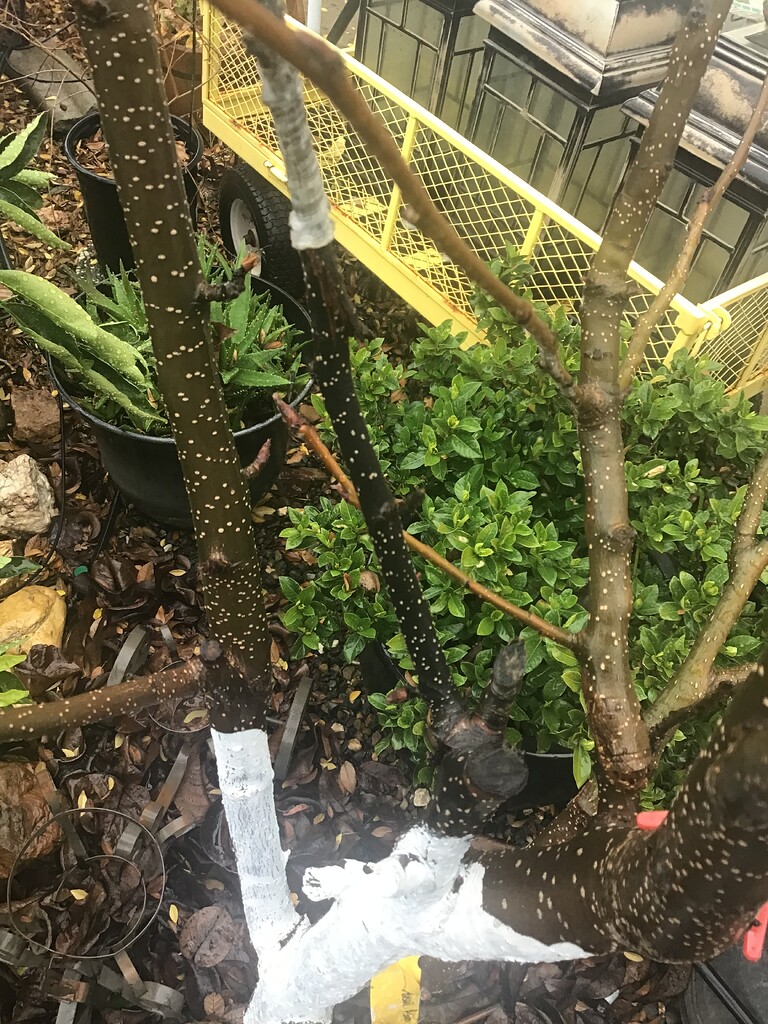 AP graft Cut it or Not - General Fruit Growing - Growing Fruit