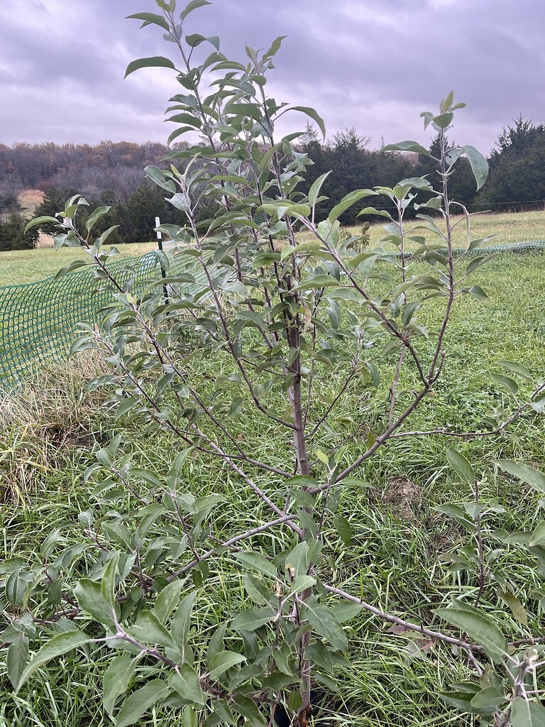 'Galarina' apple is still growing and is untrainable - General Fruit ...
