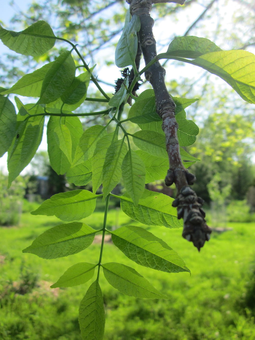 Hardwood tree identification - General Fruit Growing - Growing Fruit