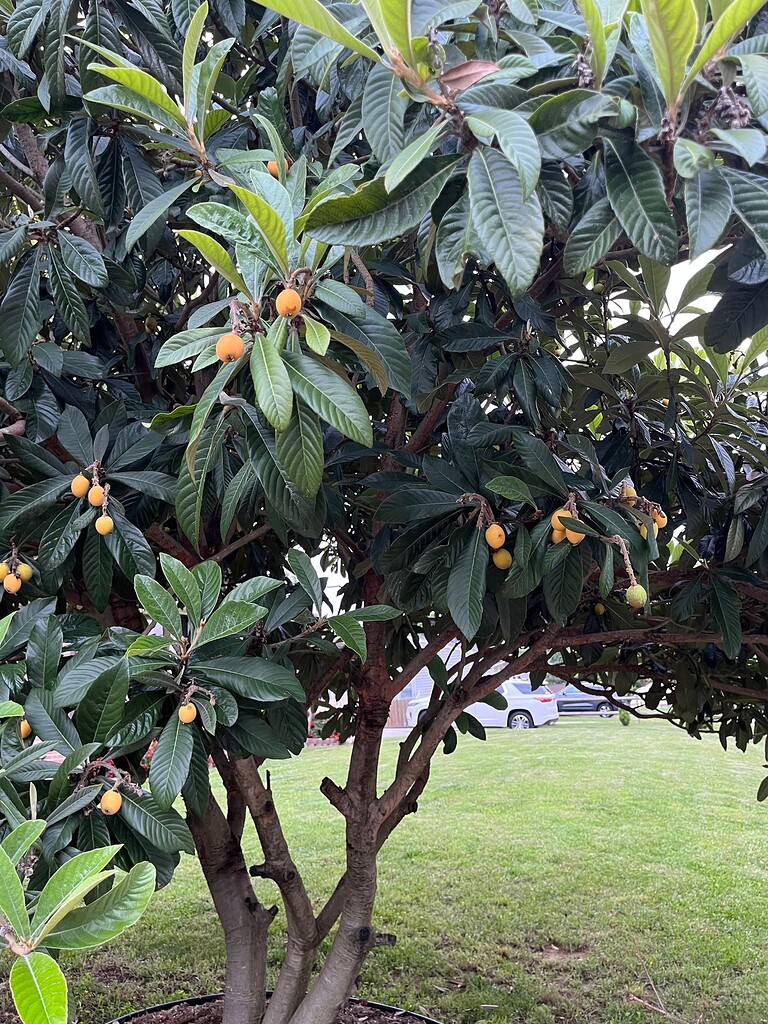 Loquat Fruiting in Virginia - General Fruit Growing - Growing Fruit