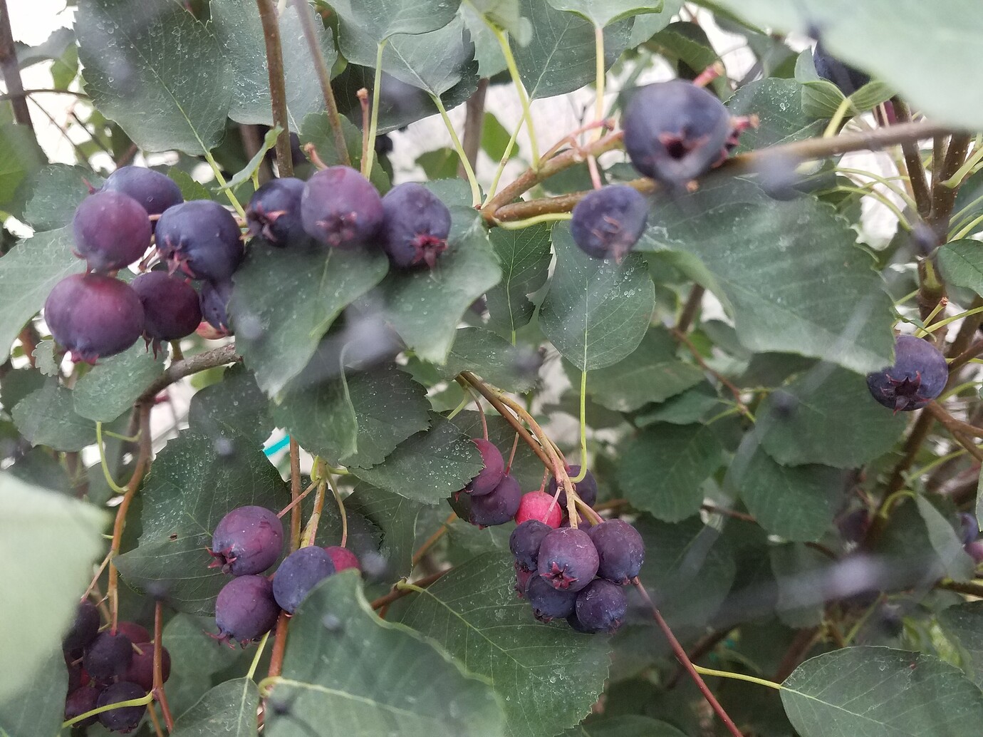 Juneberry from seed - General Fruit Growing - Growing Fruit
