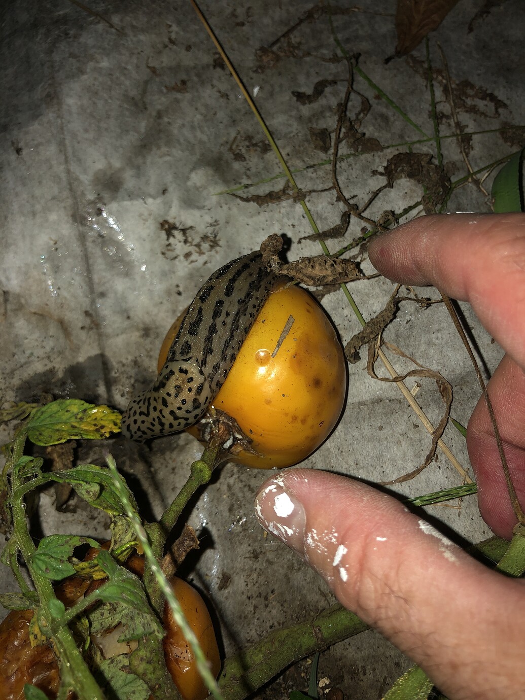 Largest slug ever - Pictures! - Growing Fruit