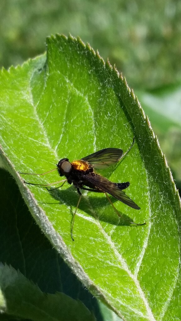 Insect and Disease Identification Thread - General Fruit Growing ...