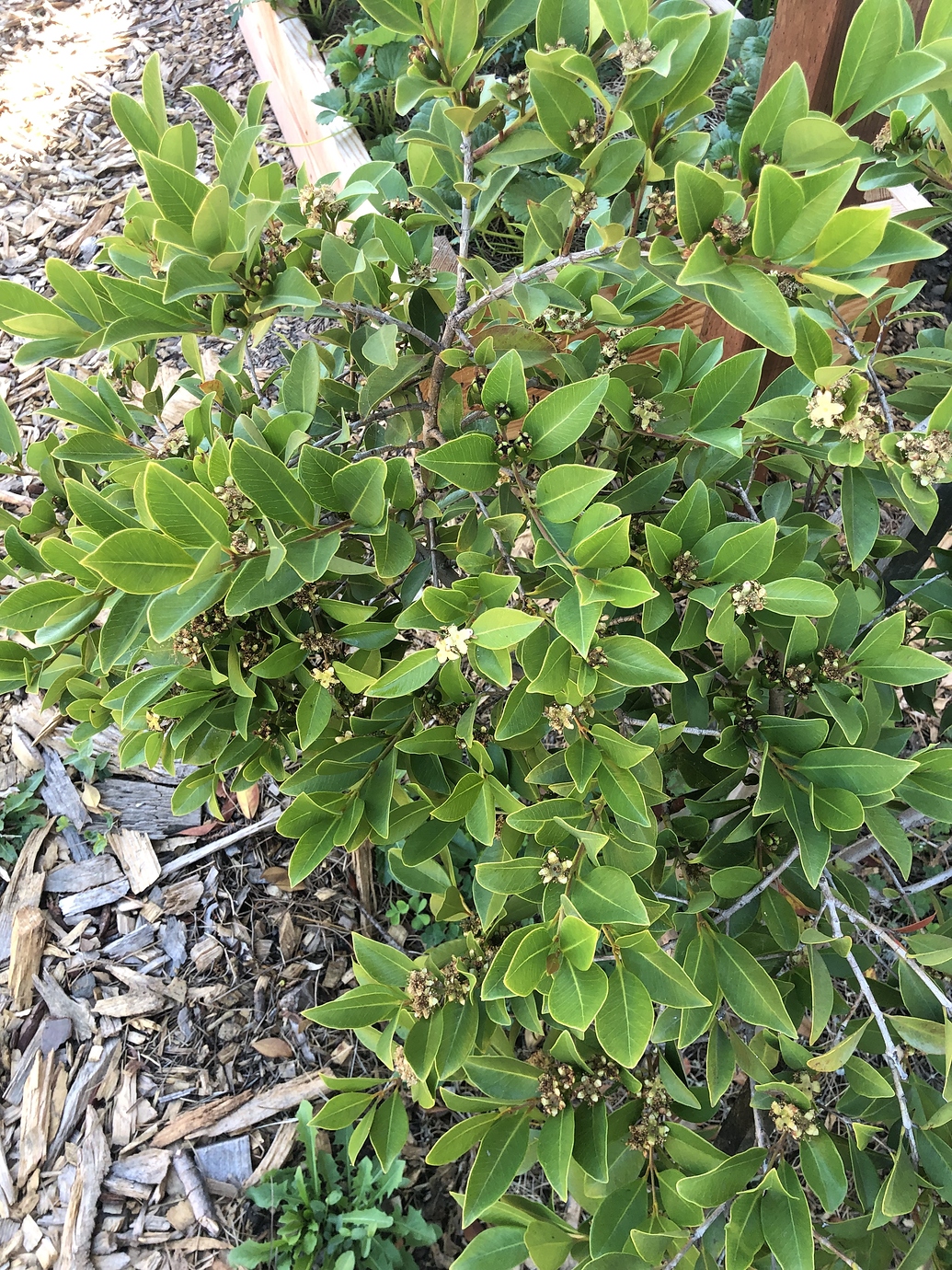 Growing different varieties of Guava - General Fruit Growing - Growing ...
