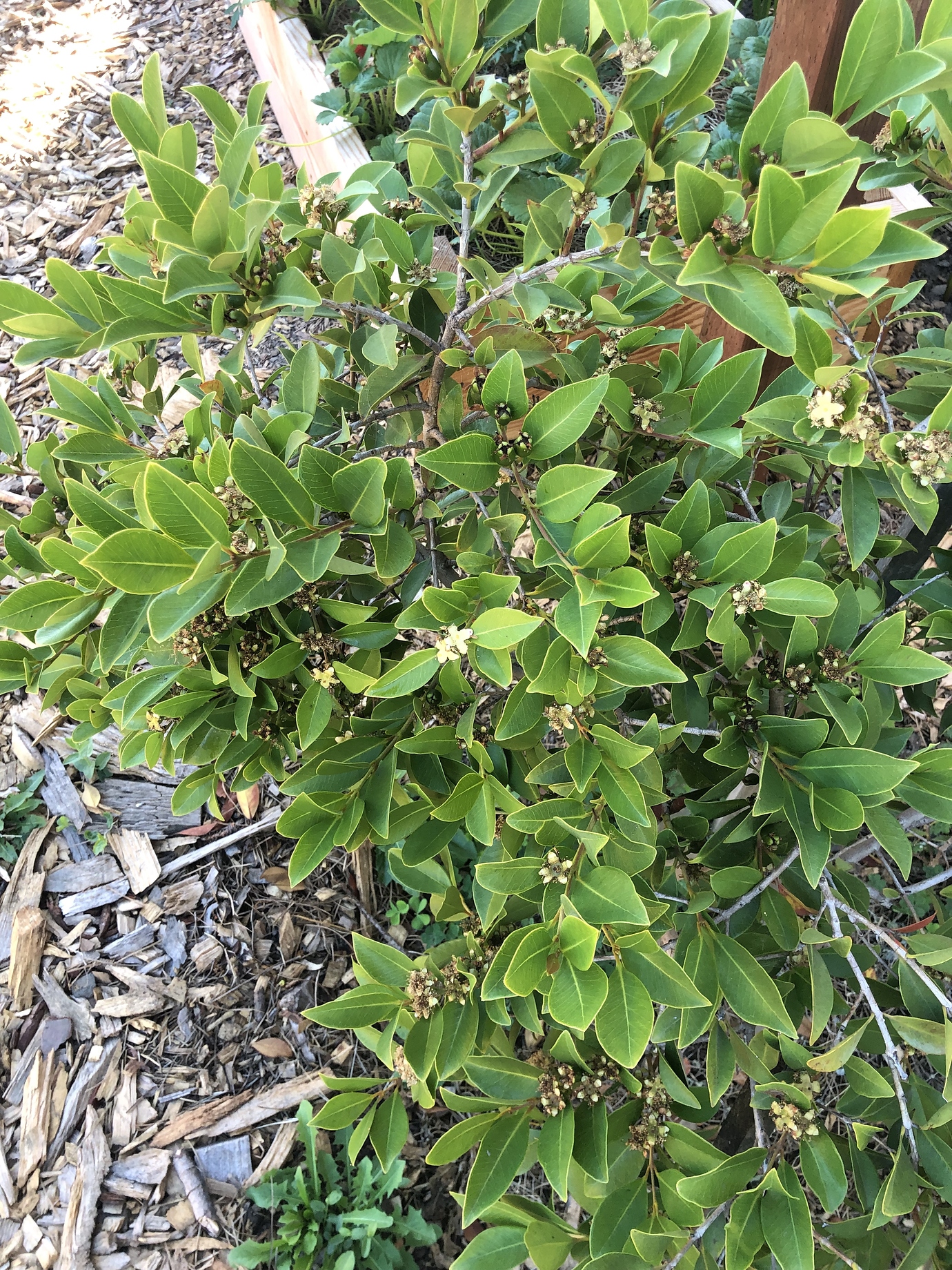 Growing different varieties of Guava - General Fruit Growing - Growing ...