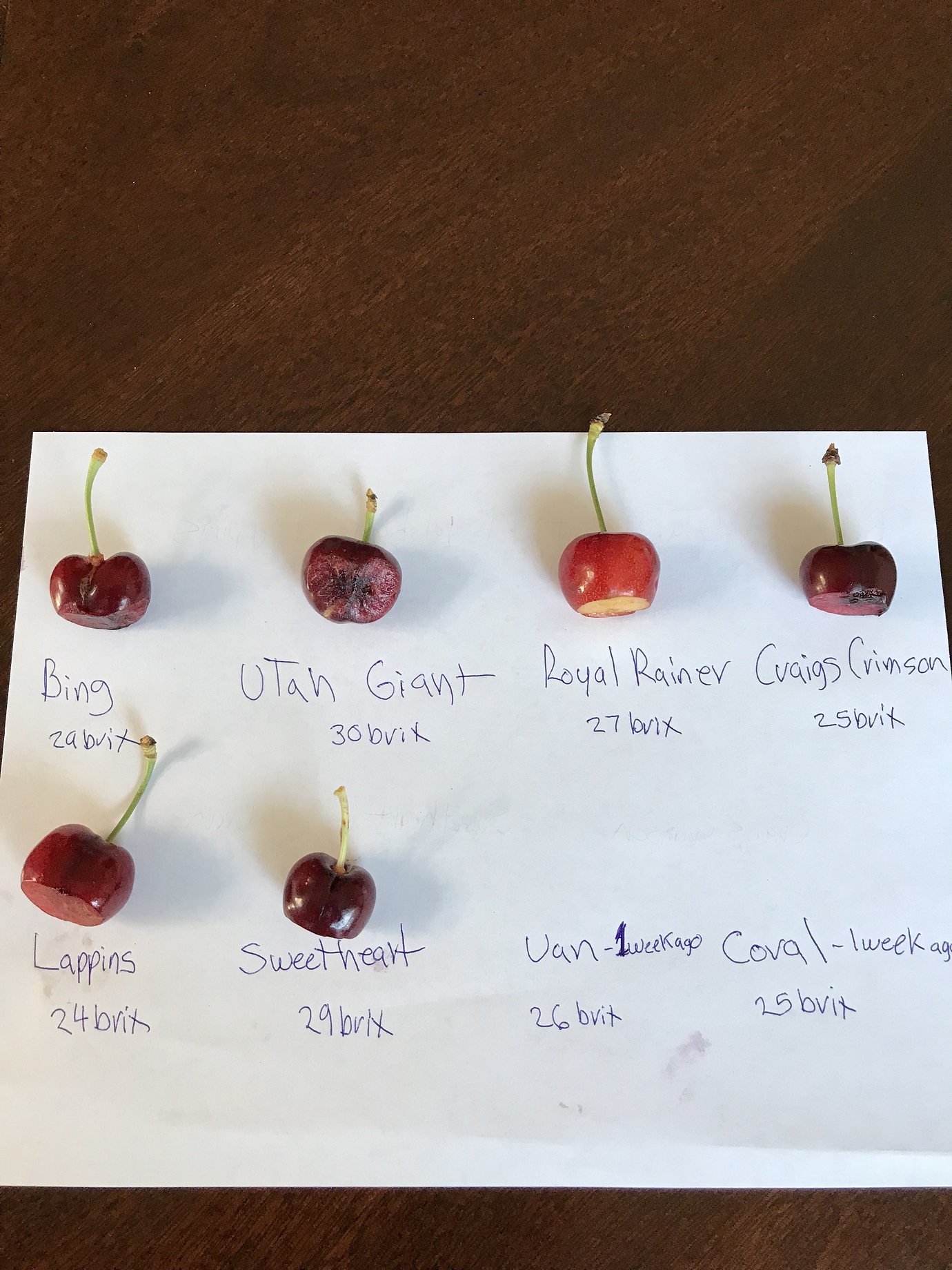 Costco’s most expensive cherry - General Fruit Growing - Growing Fruit