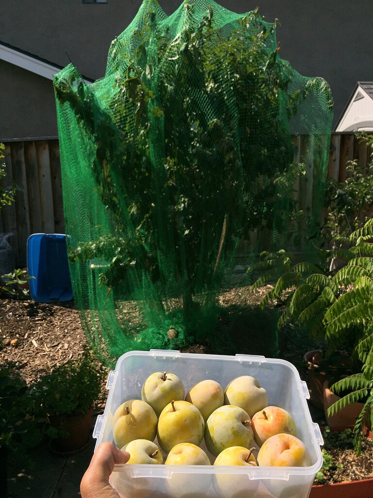 Emerald Beaut Plum - General Fruit Growing - Growing Fruit