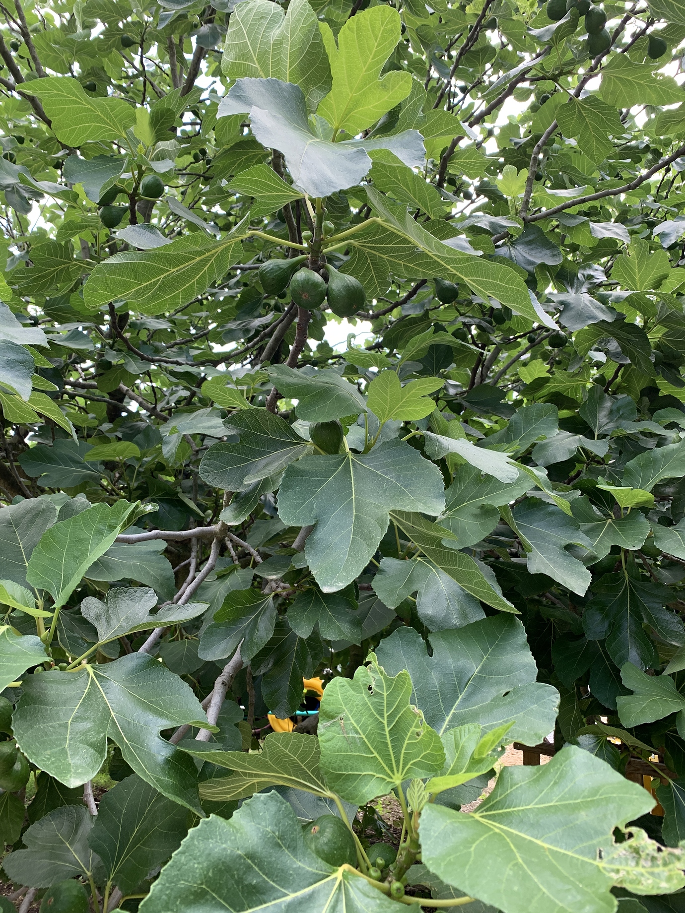 Fig tree in France and white mulberry - General Fruit Growing - Growing ...