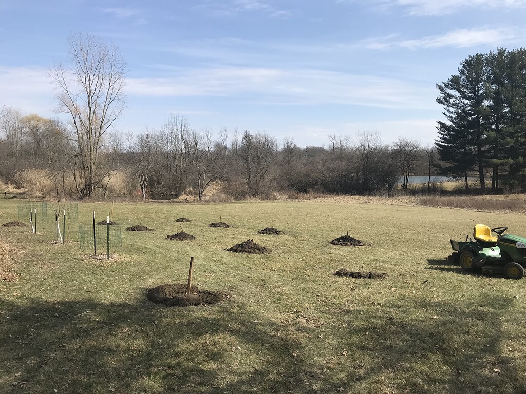 Tree mounds-how tall? - General Fruit Growing - Growing Fruit