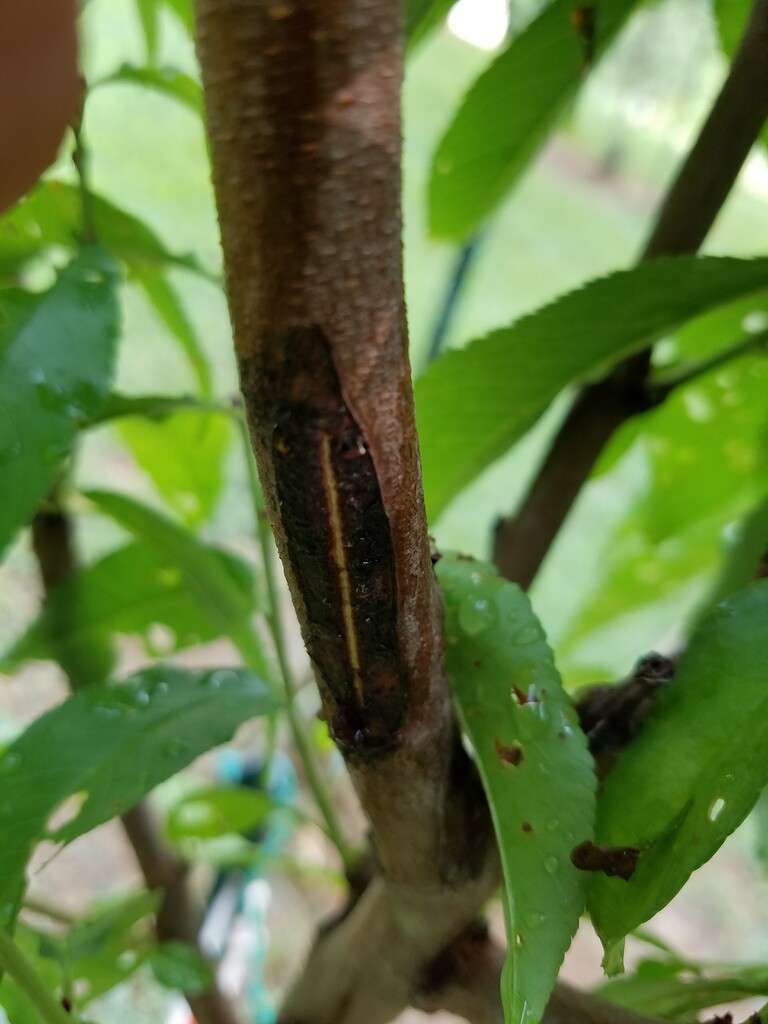 Peach Tree disease? - General Fruit Growing - Growing Fruit