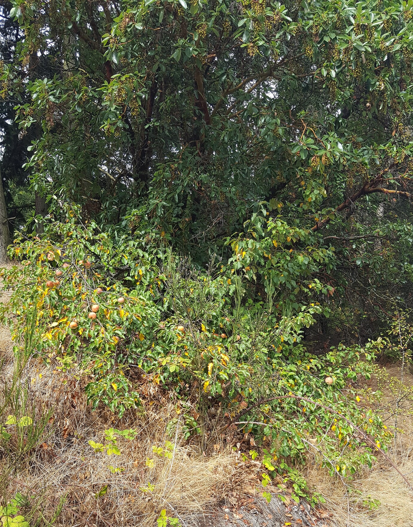 Genetic Dwarf Apples - General Fruit Growing - Growing Fruit