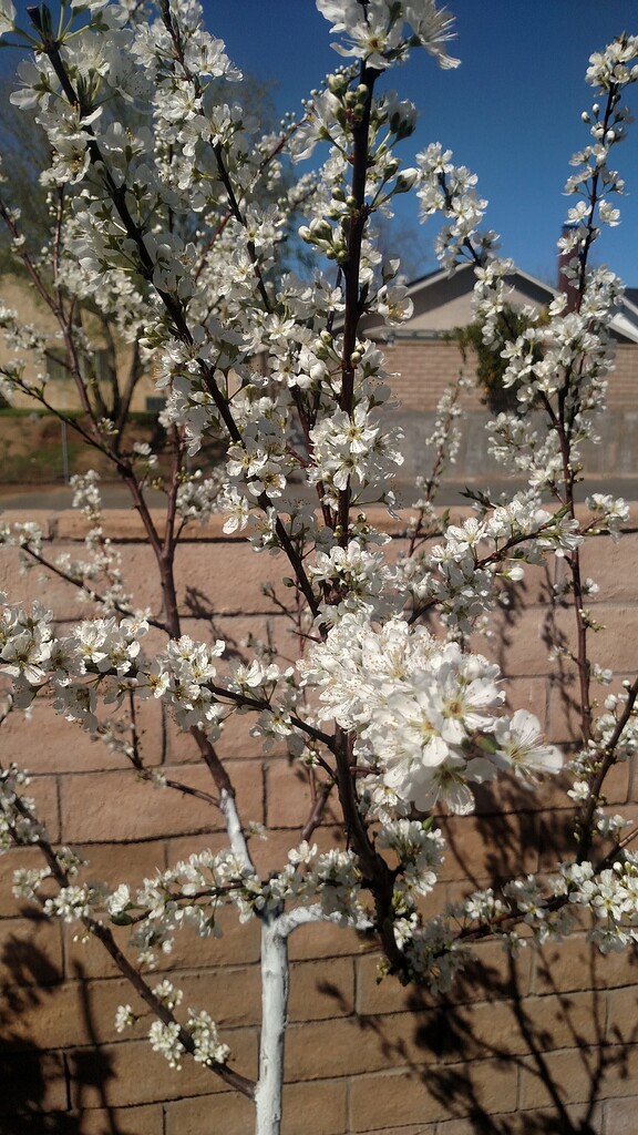 Flavor grenade pluot in bloom - General Fruit Growing - Growing Fruit